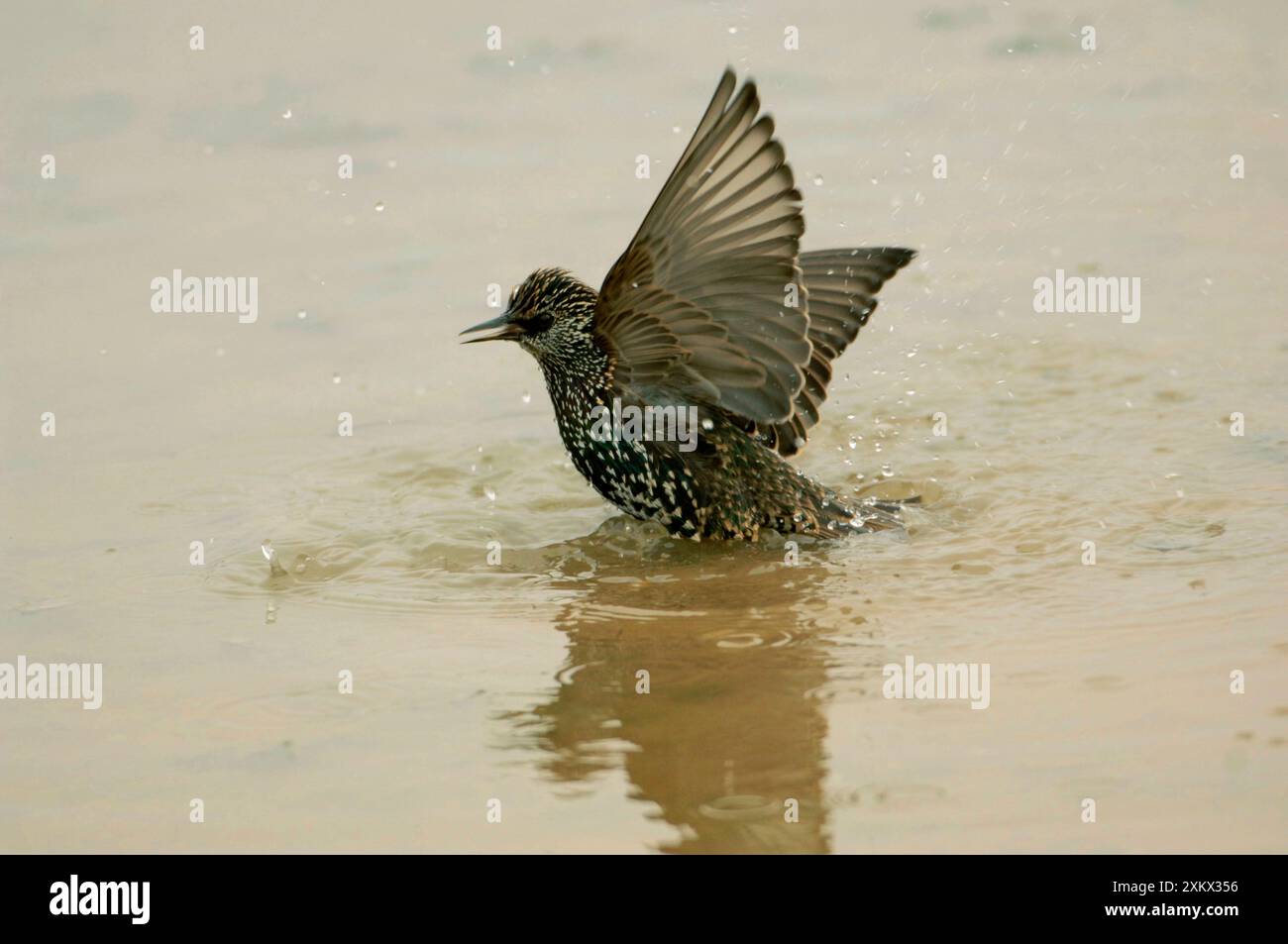 Common Starling - bathing in puddle Stock Photo - Alamy