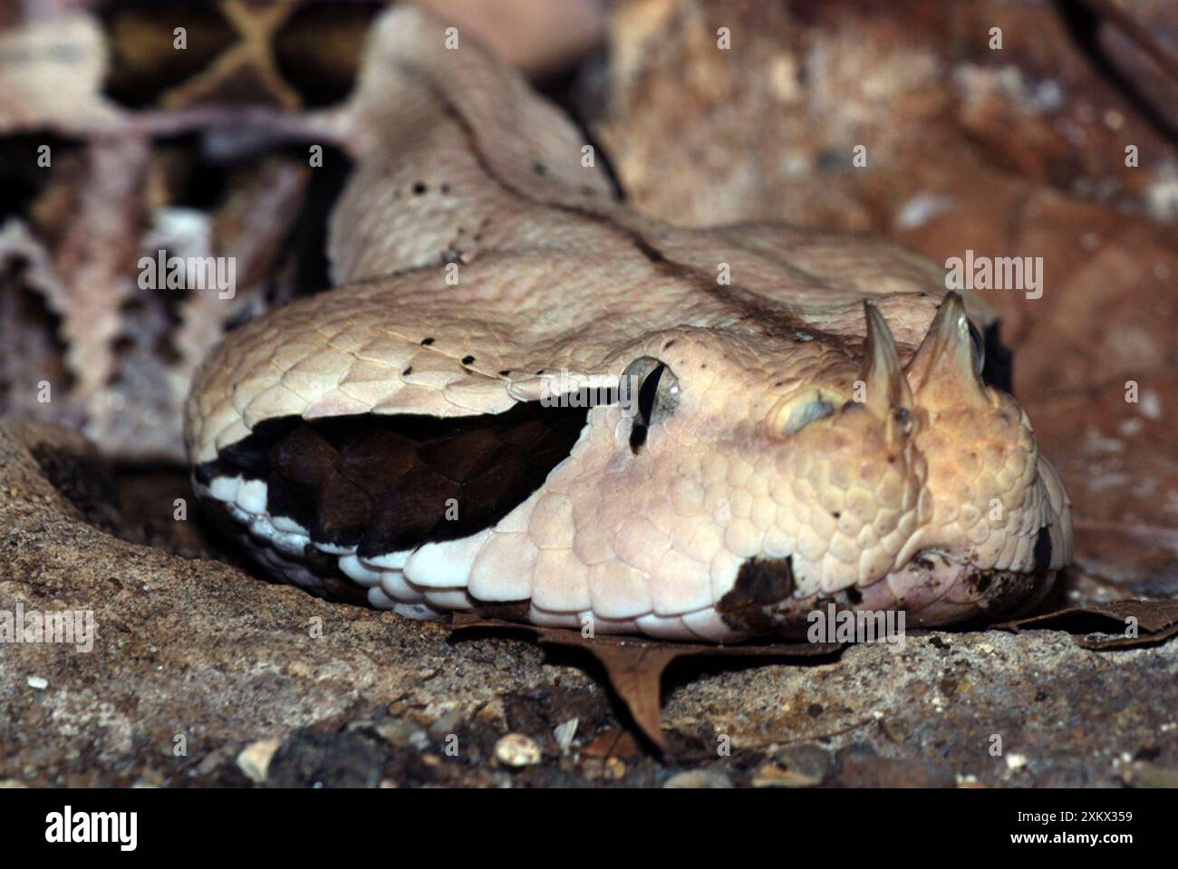 Gaboon Viper - colours camouflaged to match forest floor Stock Photo ...