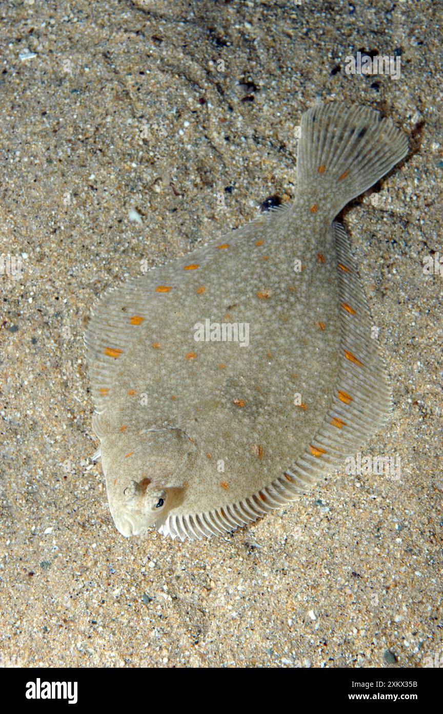 The right right side hi-res stock photography and images - Alamy