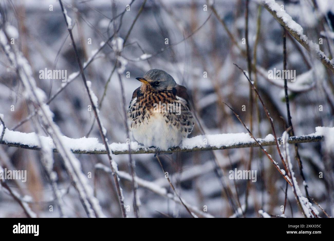 Fieldfares of europe hi-res stock photography and images - Alamy