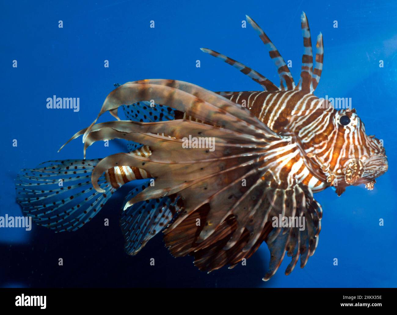 Common fish on coral reefs hi-res stock photography and images - Alamy