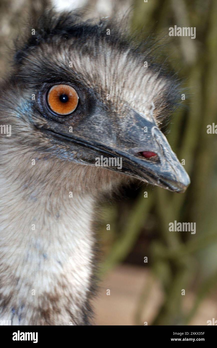 Emu beaks hi-res stock photography and images - Alamy