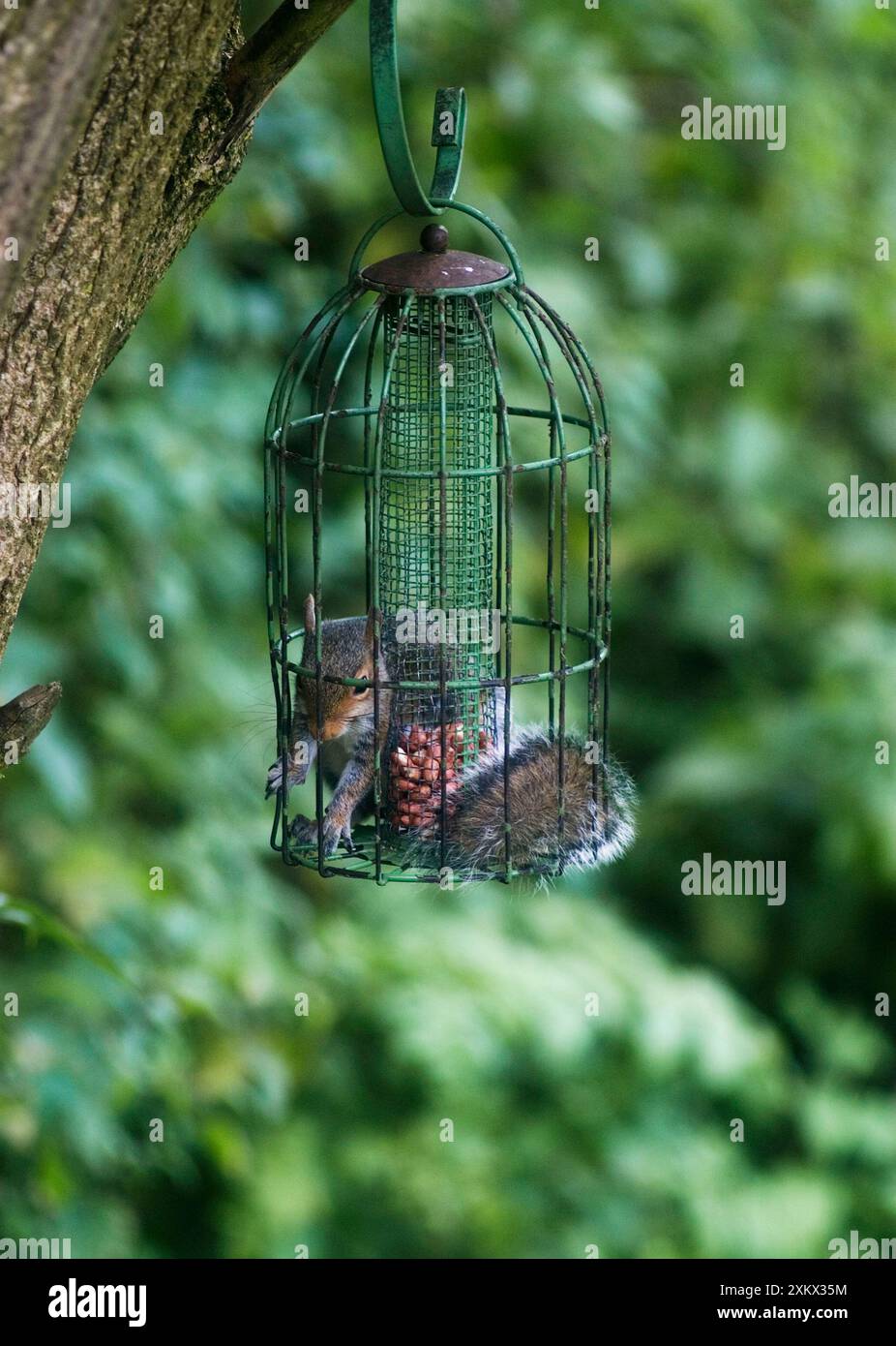 Grey Squirrel - feeding inside 'squirrel proof' Stock Photo - Alamy