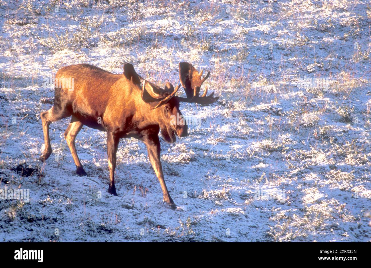 Bull moose foraging on hi-res stock photography and images - Alamy