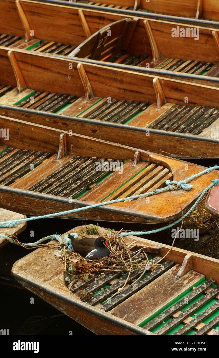 Nesting birds on boats hi-res stock photography and images - Alamy