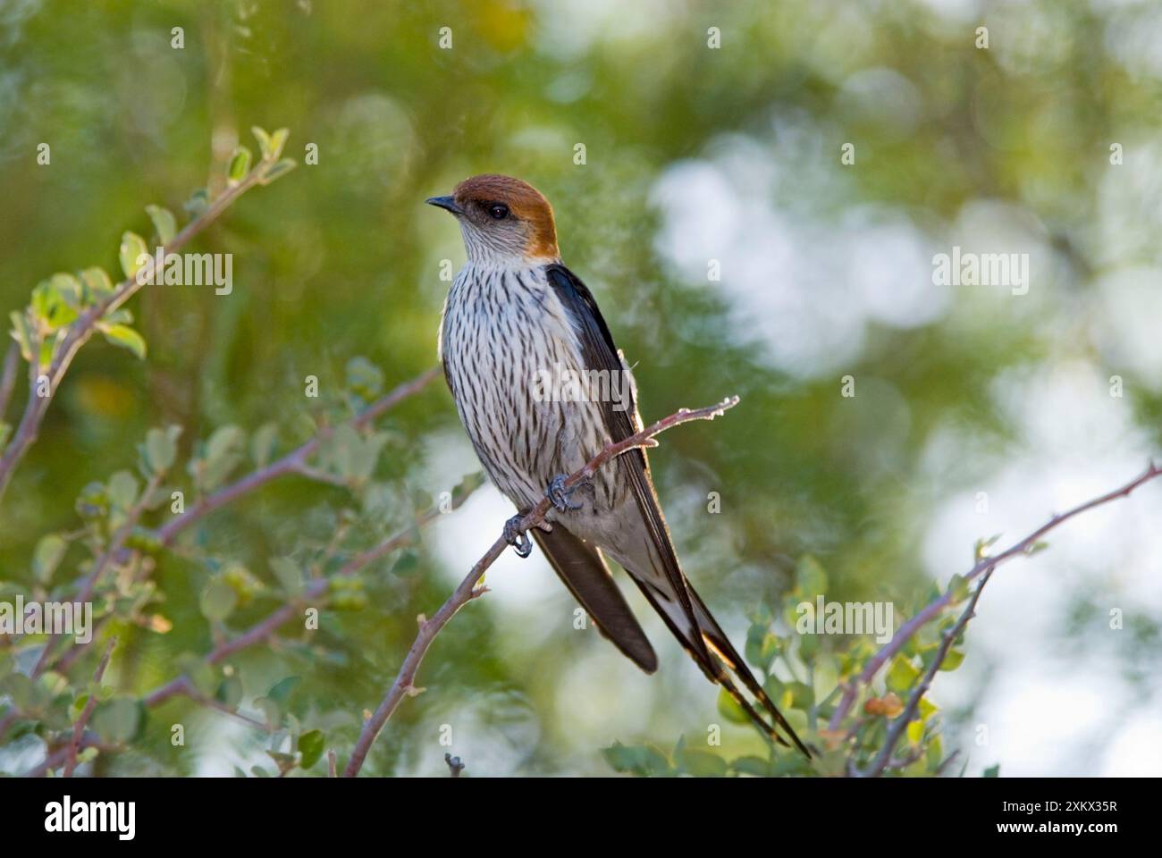 Greater striped swallow bird hi-res stock photography and images - Alamy