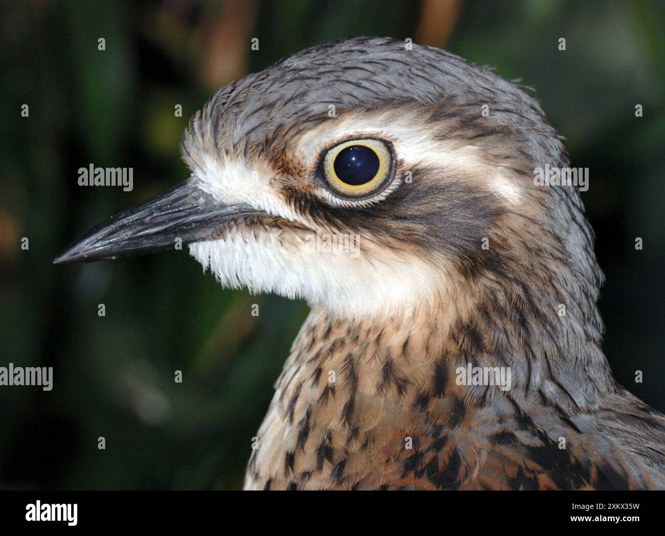 Southern stone curlew Stock Photo - Alamy