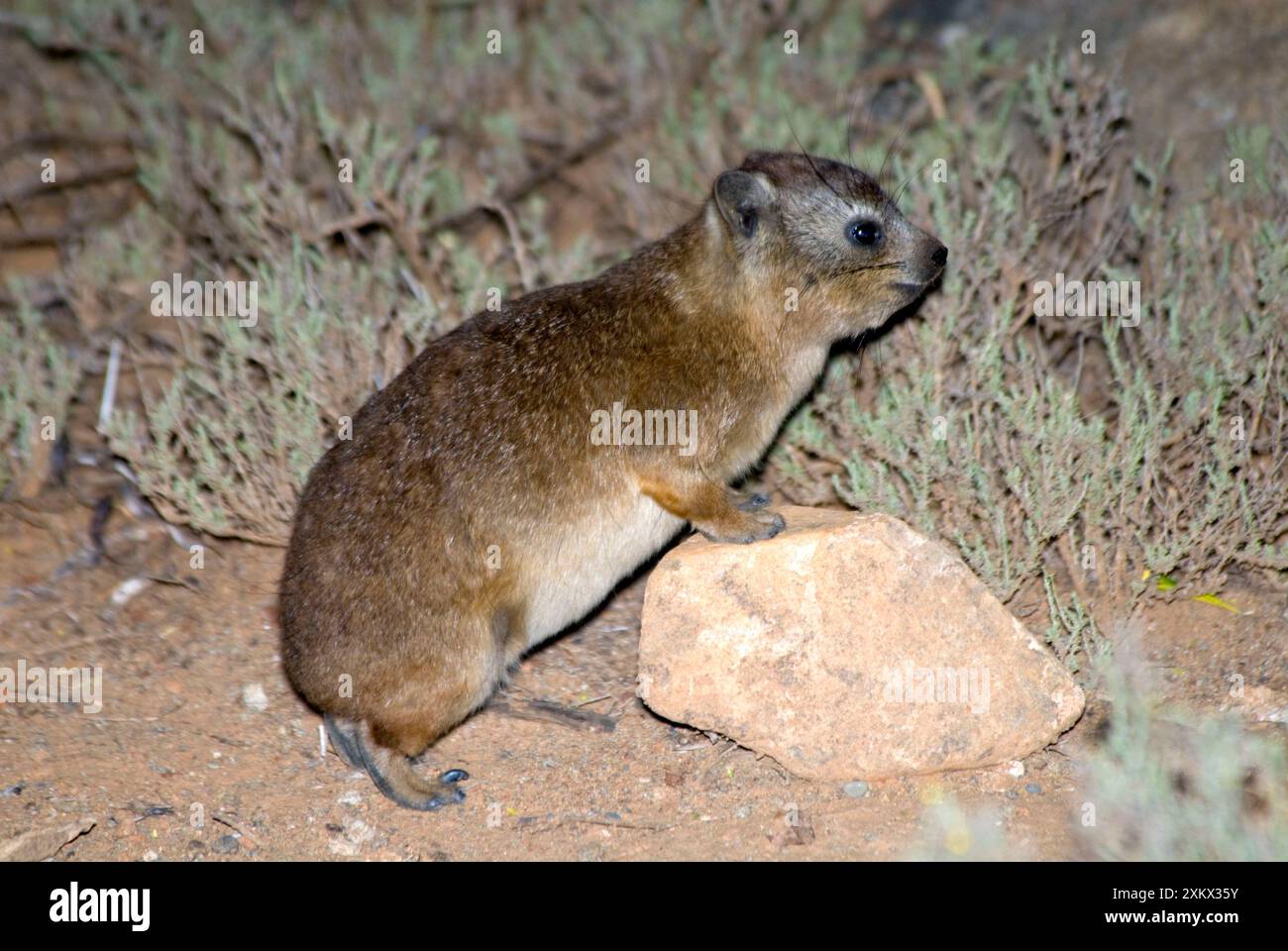 Rock Dassie - standing with fore legs on stone Stock Photo - Alamy