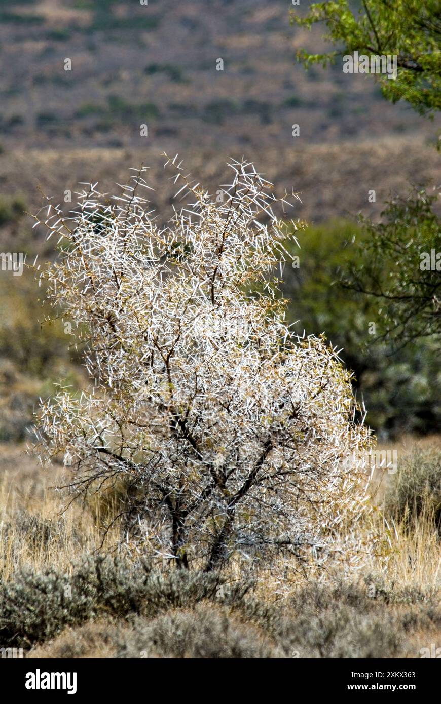 Sweet thorn bush - showing the formidable array of thorns Stock Photo ...