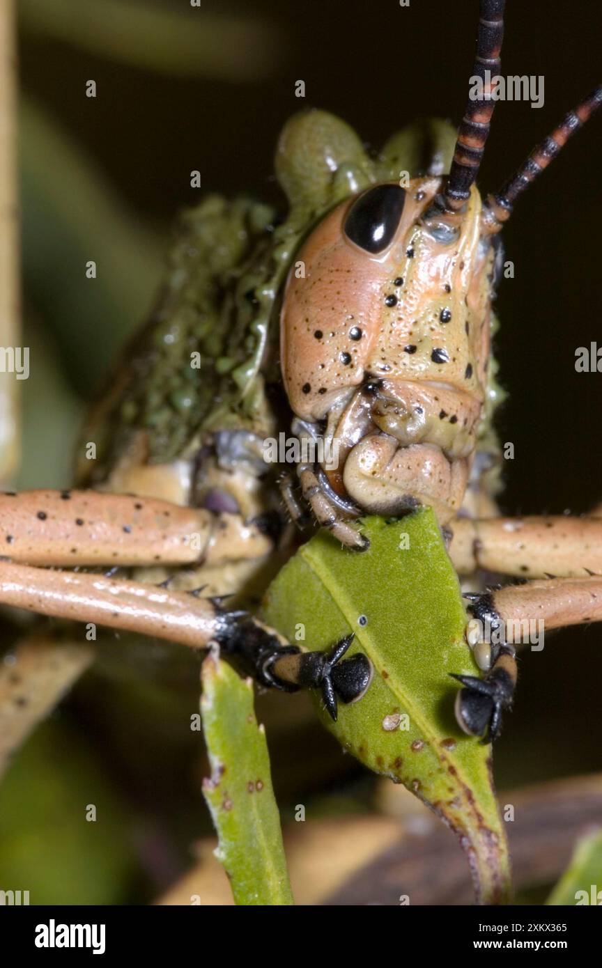 Green Mikweed locust close-up, showing mouthparts Stock Photo - Alamy
