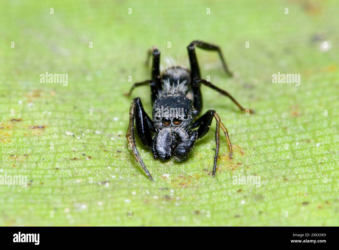 Ant-mimicking spider resembling Camponotus ant Stock Photo - Alamy