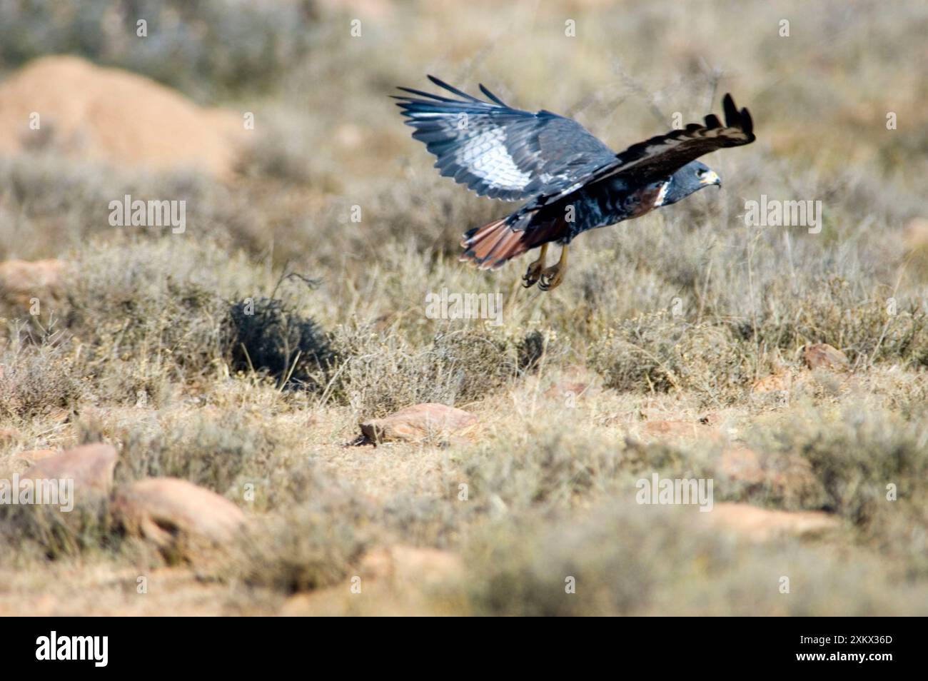 Jackal Buzzard - flying low in pursuit of prey Stock Photo - Alamy