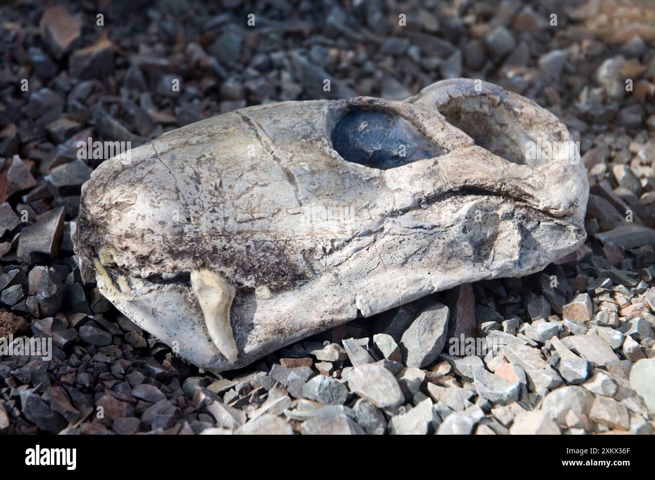 Fossilised skull of gorgonopsian Lycaenops - a Stock Photo - Alamy