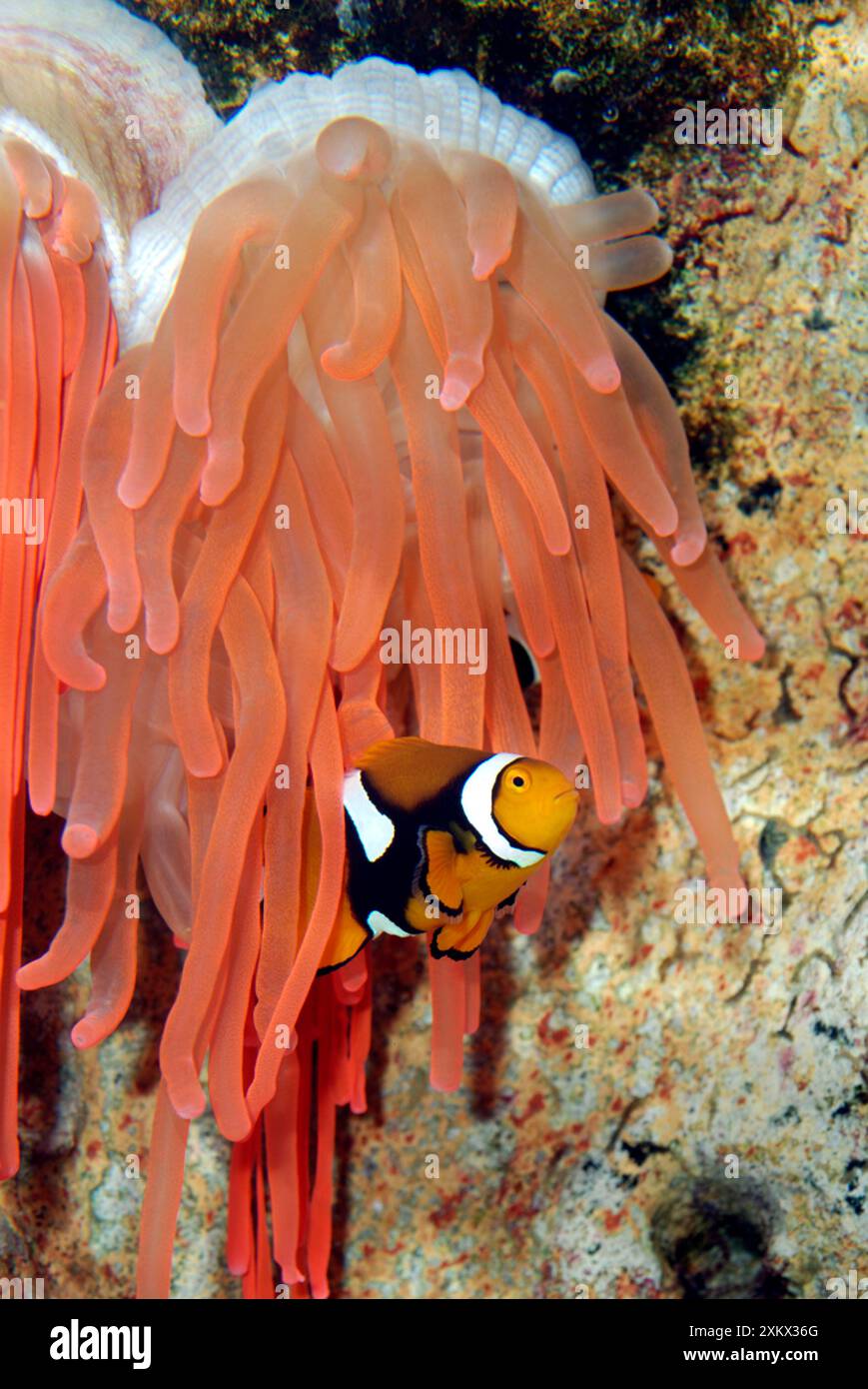 Anemones clown fish underwater in hi-res stock photography and images - Alamy