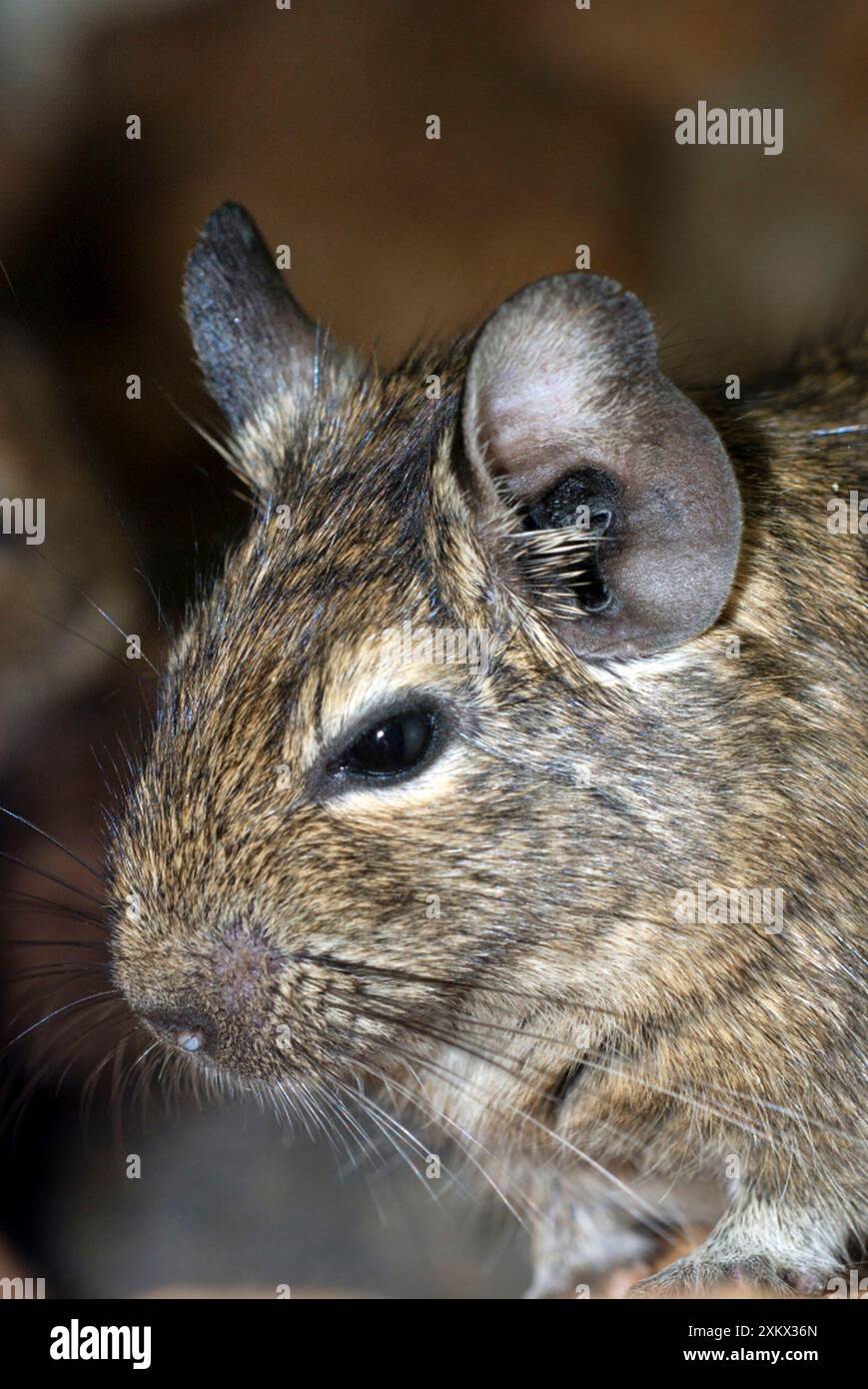 Degu octodon degus hi-res stock photography and images - Alamy