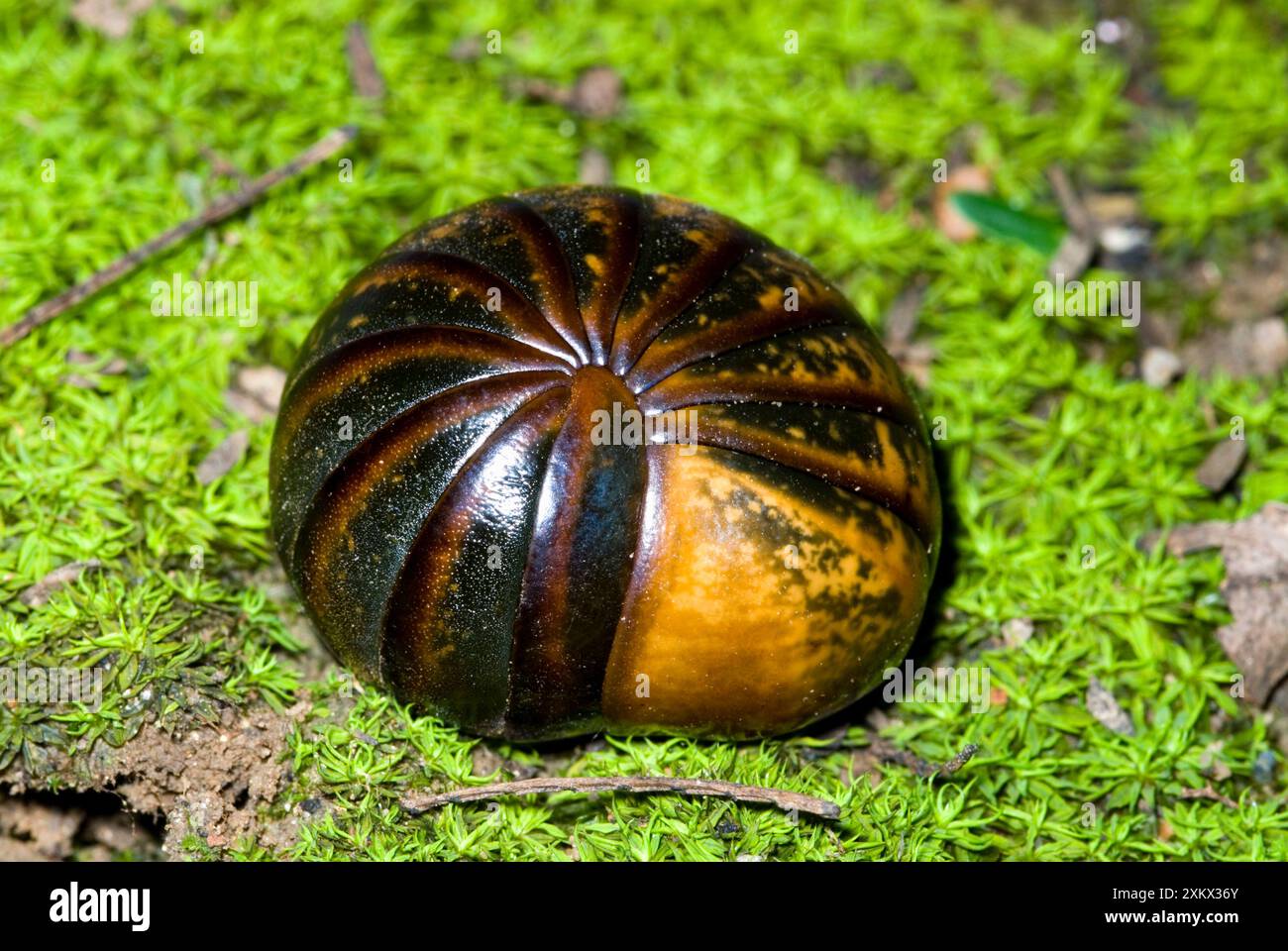 Self defence ball hi-res stock photography and images - Alamy