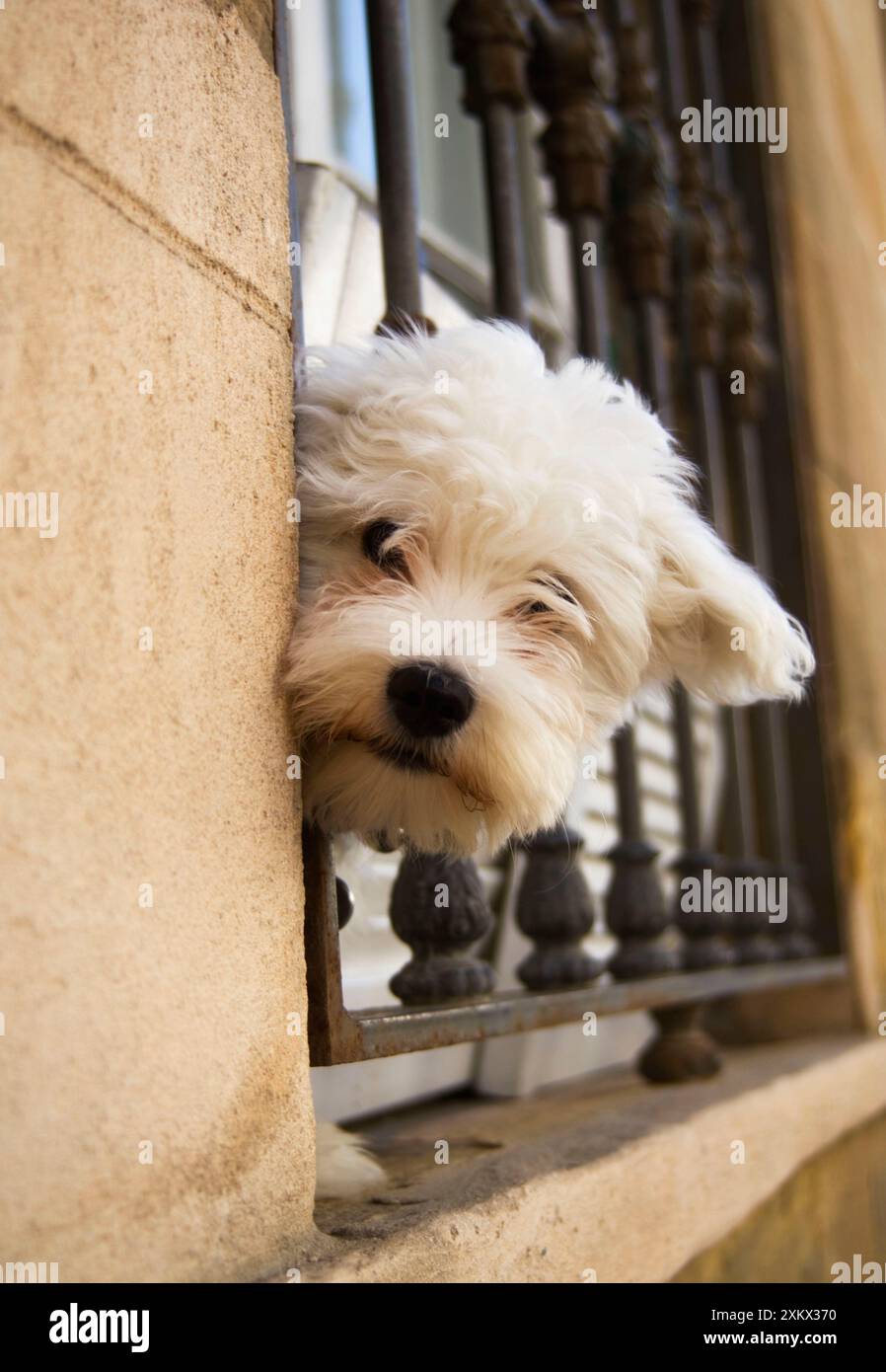 Dog - peering out of window Stock Photo - Alamy