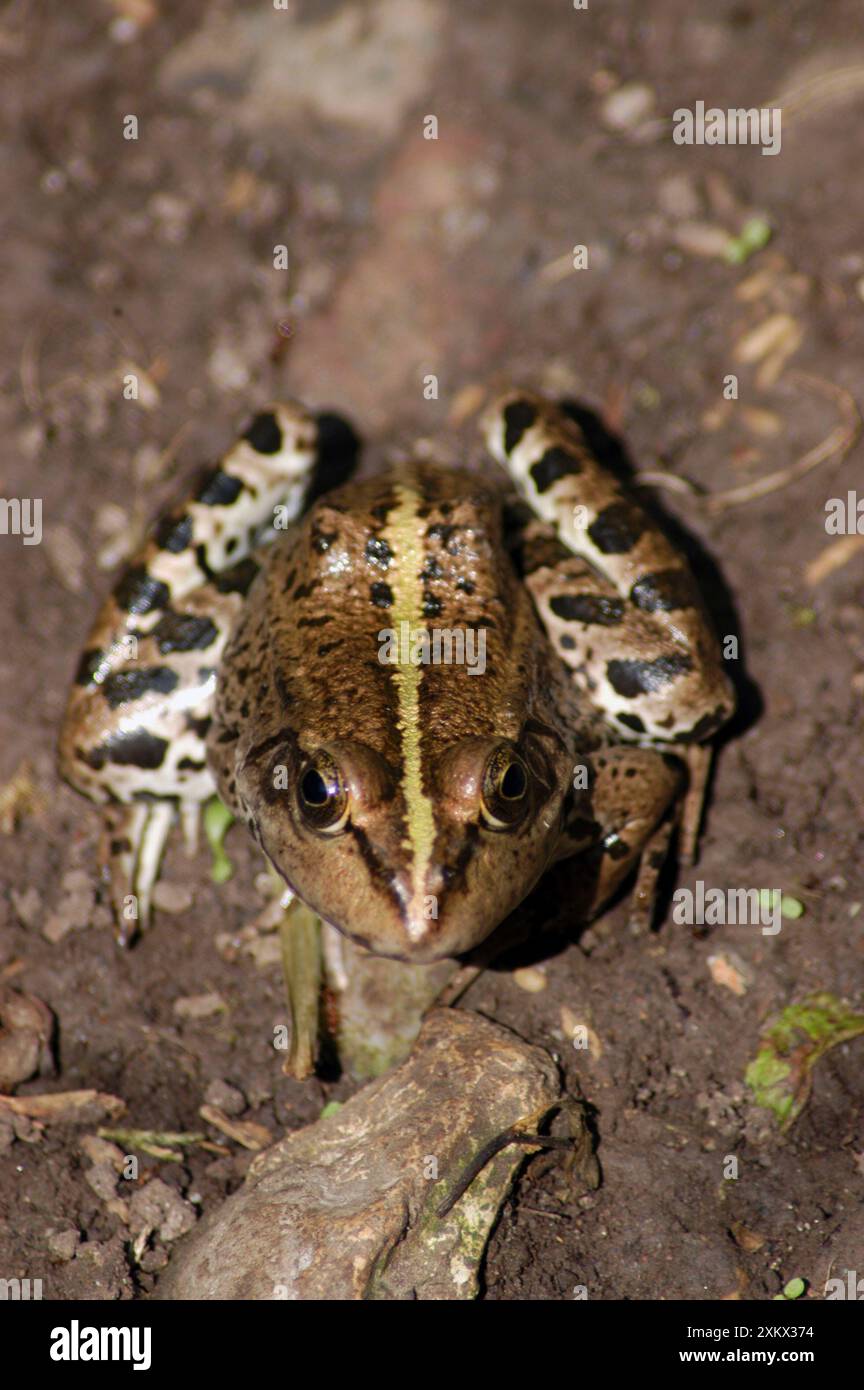 Frog wildlife hi-res stock photography and images - Alamy