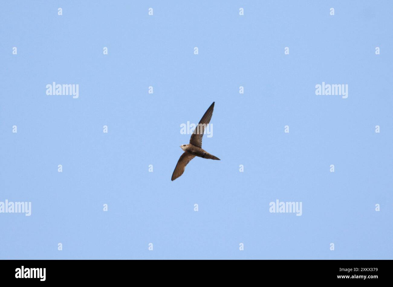 Swift in flight hi-res stock photography and images - Alamy