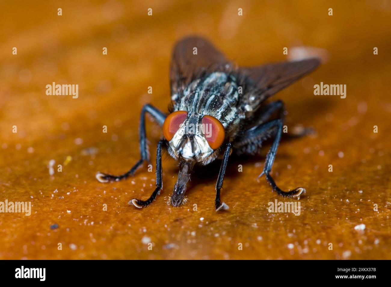 Flesh Fly, feeding on fruit juice spilt on table Stock Photo - Alamy