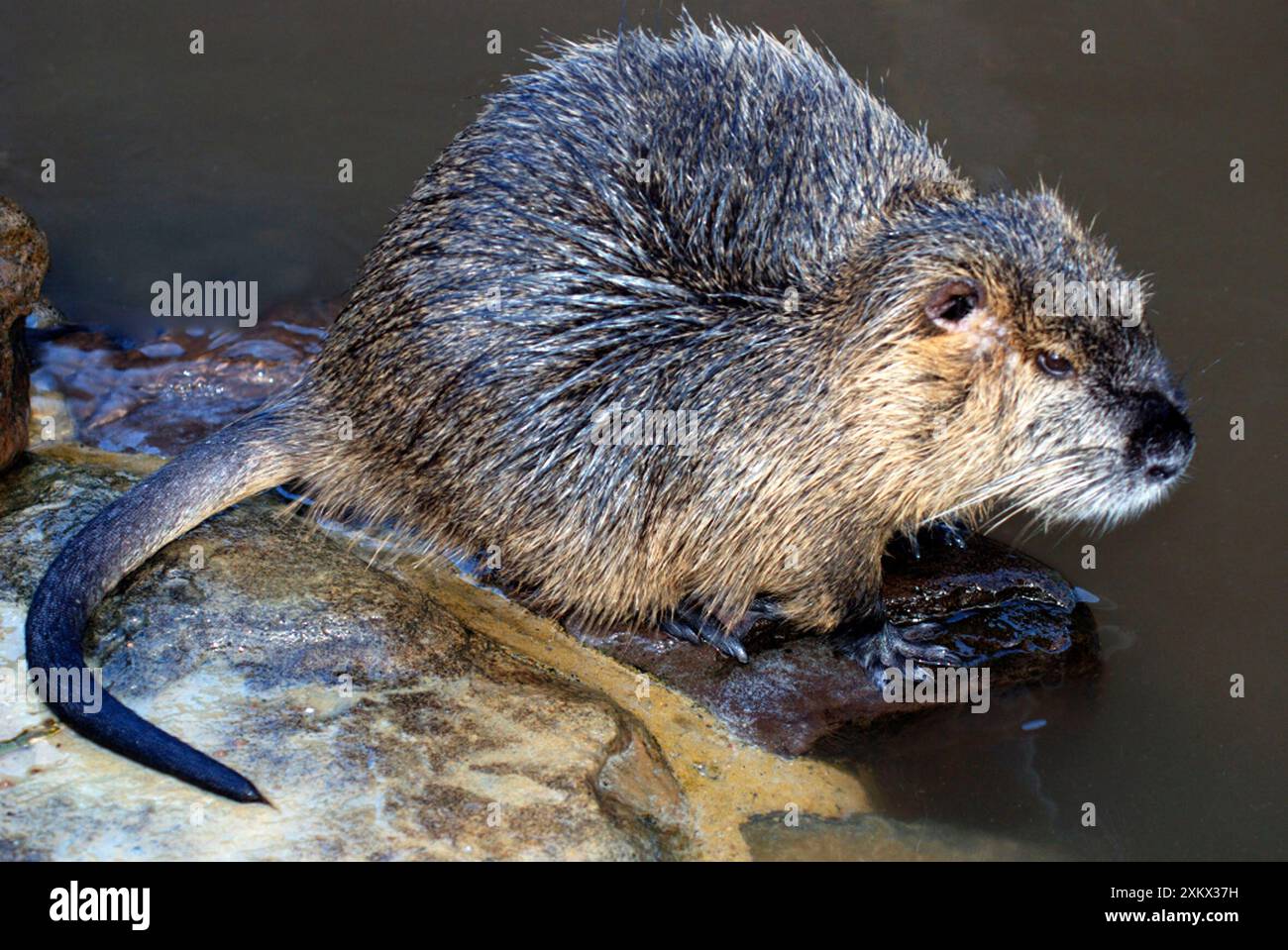 Coypu coypus rodent rodents hi-res stock photography and images - Alamy