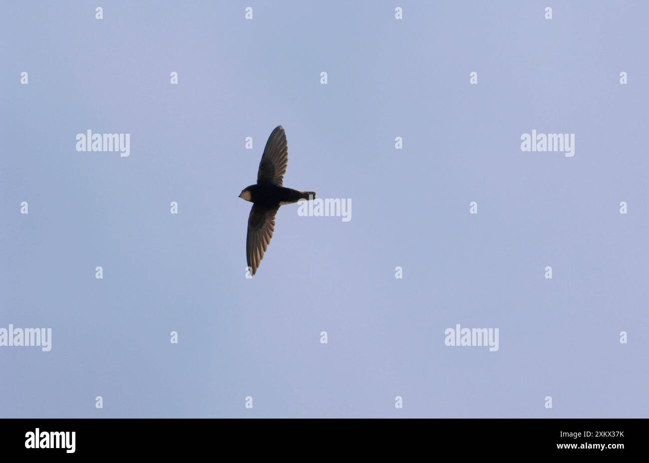 Little Swift - in flight Stock Photo - Alamy