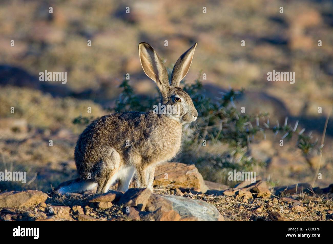 Cape Hare - foraging in open area in early morning Stock Photo - Alamy