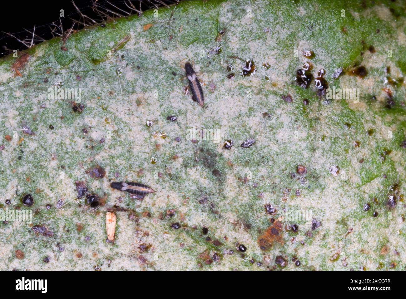 Adult thrips on leaf showing characteristic silvering Stock Photo - Alamy