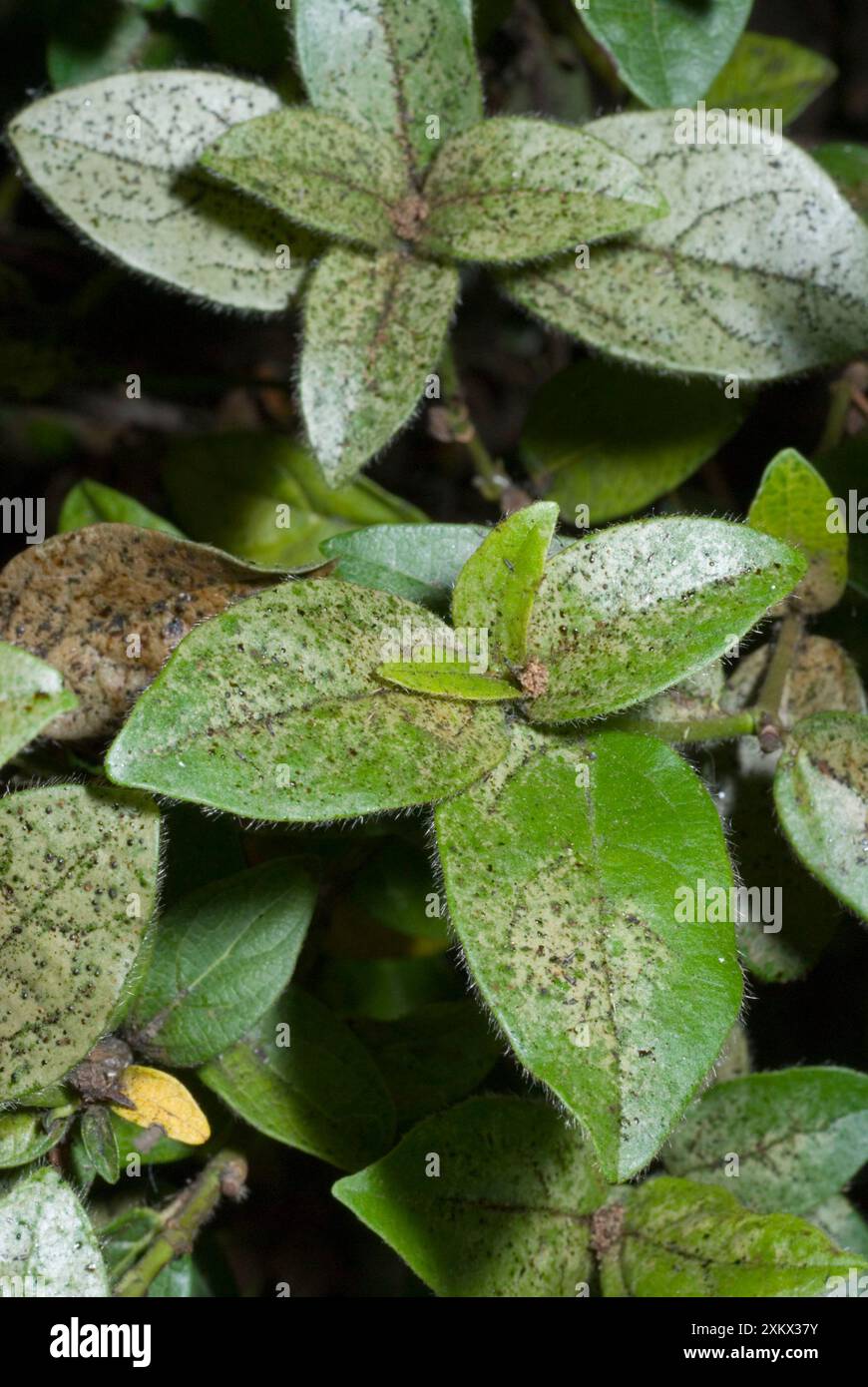 Plant shrub damage insect hi-res stock photography and images - Alamy