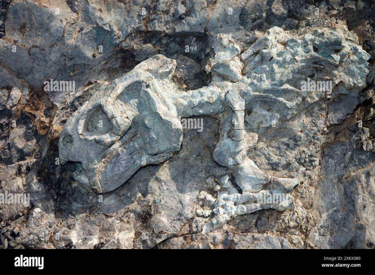Fossilised skeleton of Diictodon - mammal-like reptile (therapsid) from ...