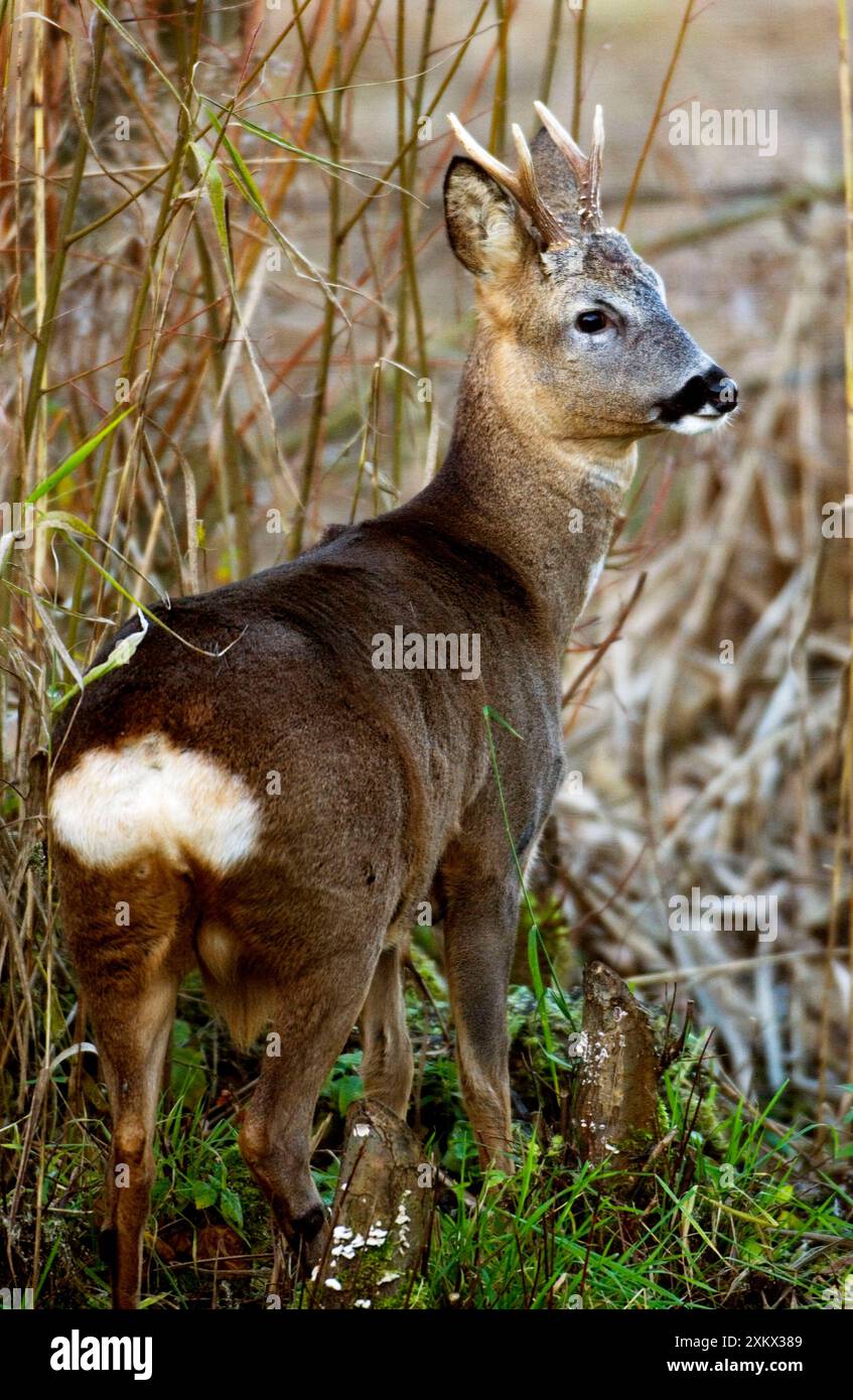 Mammal roe animal animals hi-res stock photography and images - Alamy