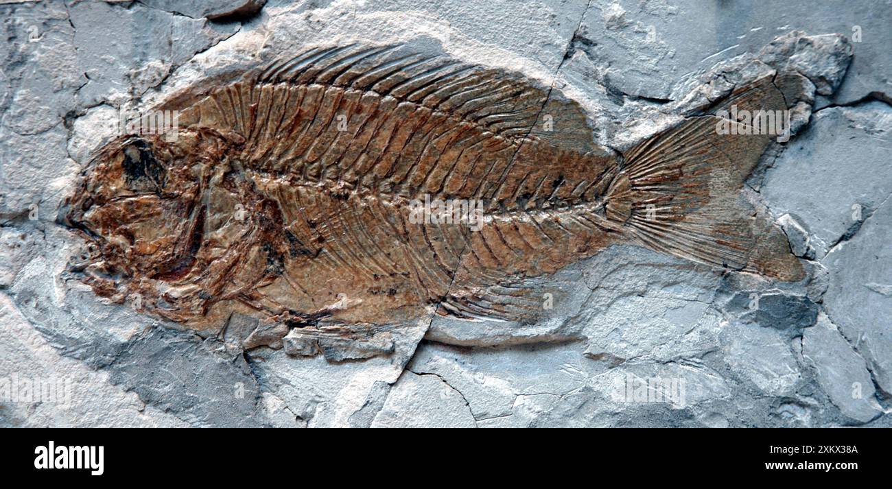 Fish fossil hi-res stock photography and images - Alamy