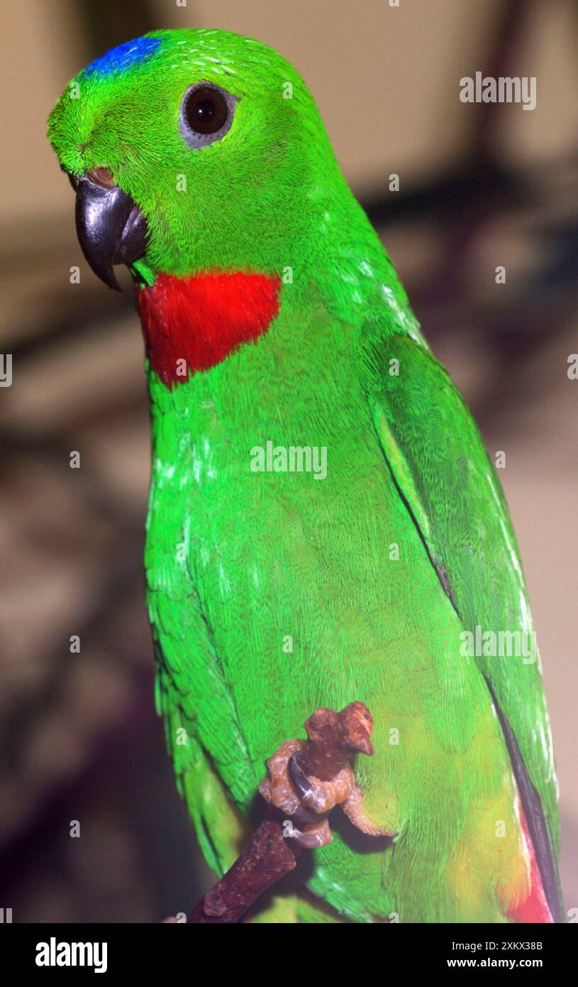 Ceylon Blue Crowned Hanging Parrot Stock Photo - Alamy