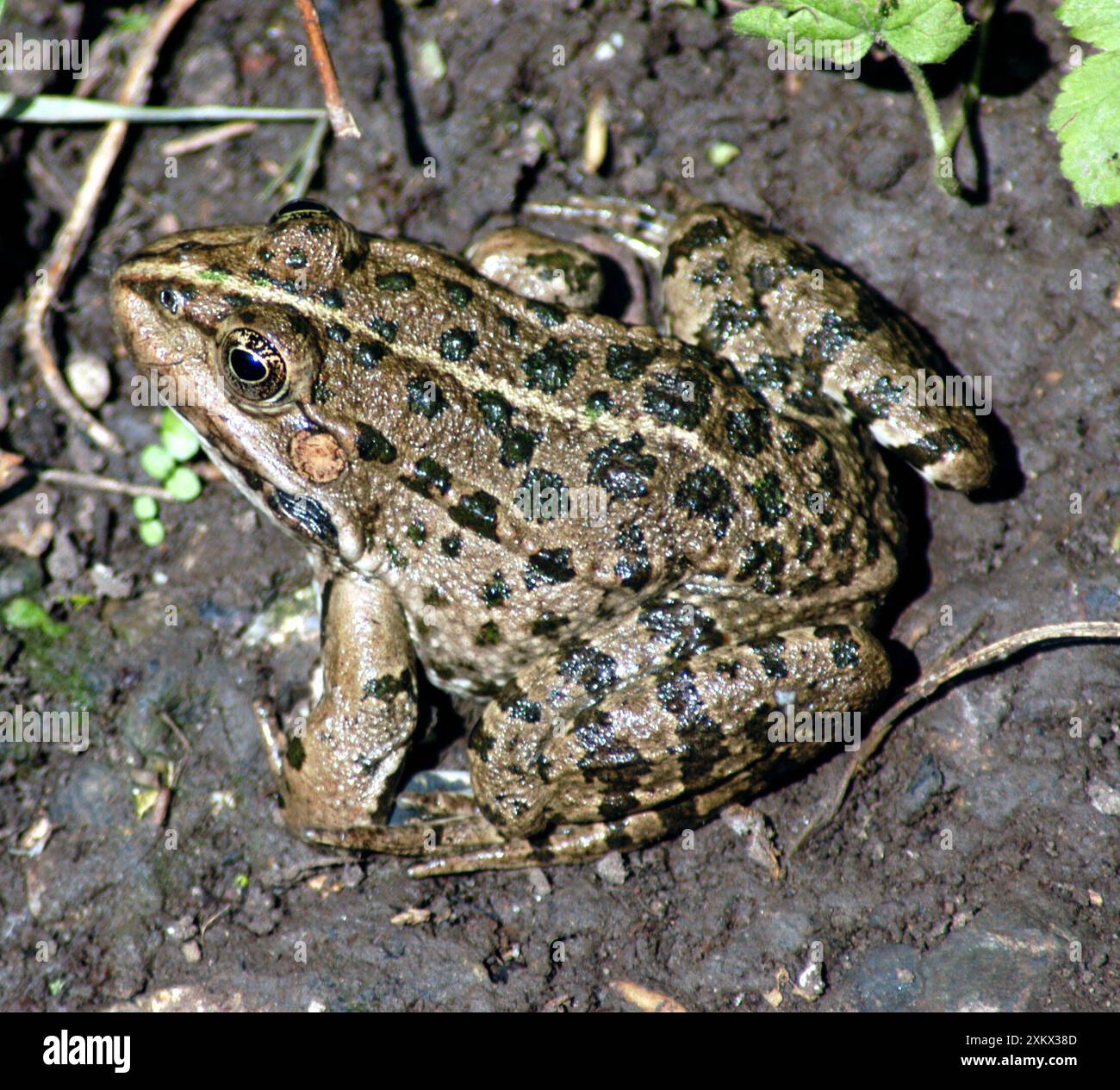 Marsh frog, Europe - introduced to England Stock Photo - Alamy