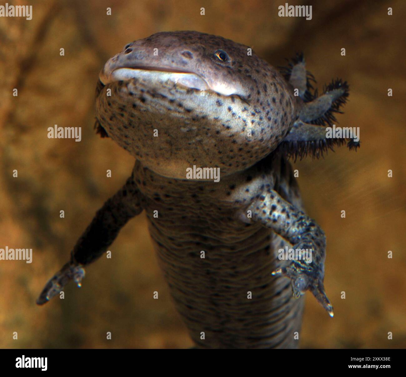 Axolotl - neotenous larval form, shows external Stock Photo - Alamy