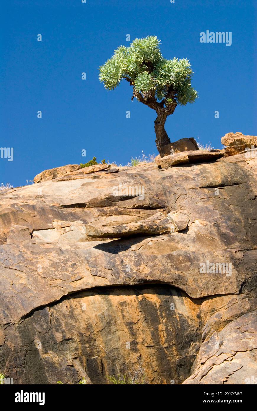 Single cabbage tree single cabbage tree hi-res stock photography and ...