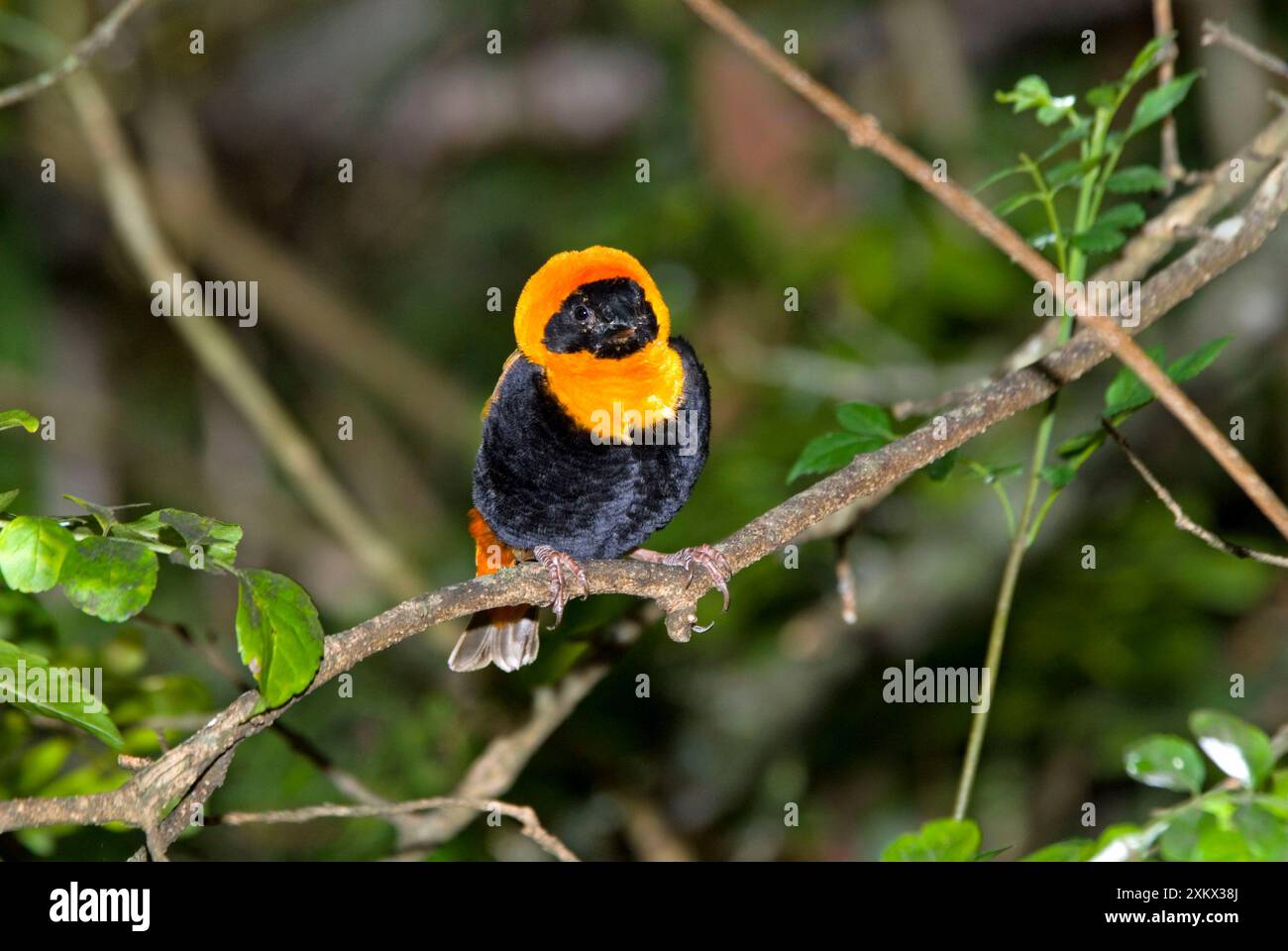 Southern Red Bishop - male in breeding plumage Stock Photo - Alamy