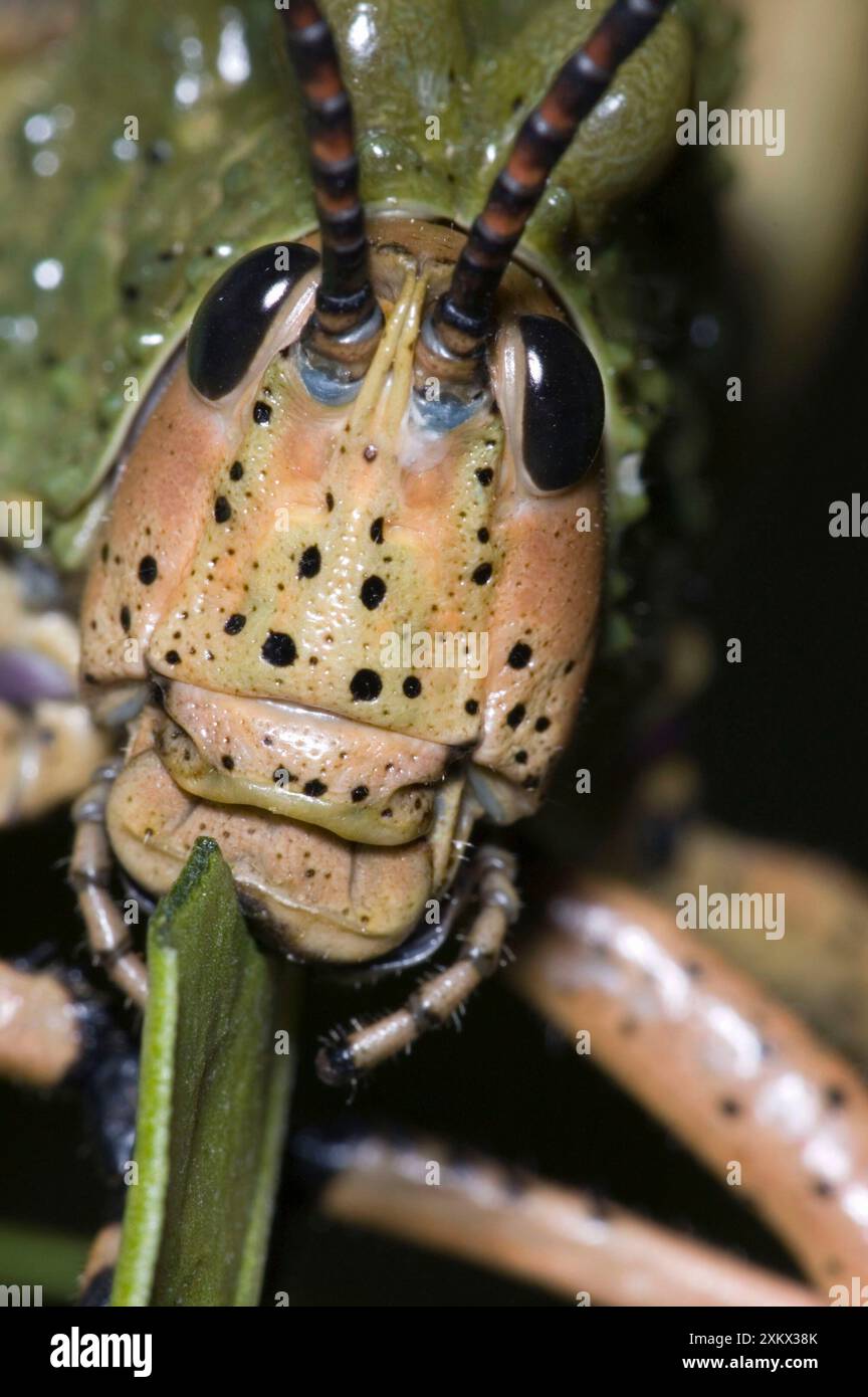 Insect mouthparts hi-res stock photography and images - Alamy