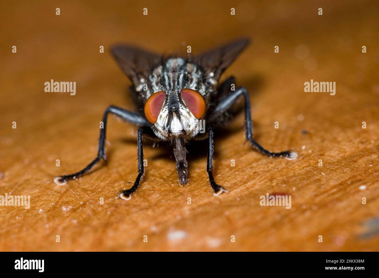 Wildlife feeding table hi-res stock photography and images - Alamy