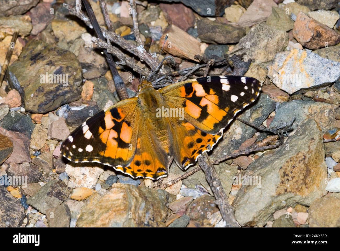 Animal lady hi-res stock photography and images - Alamy