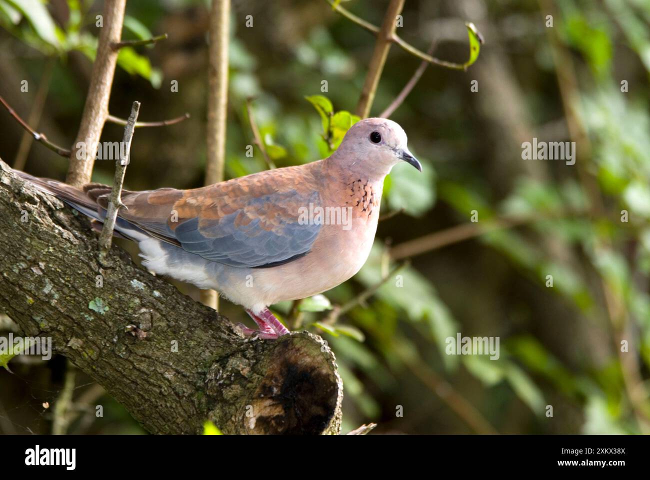 Laughing Dove - on perch Stock Photo - Alamy