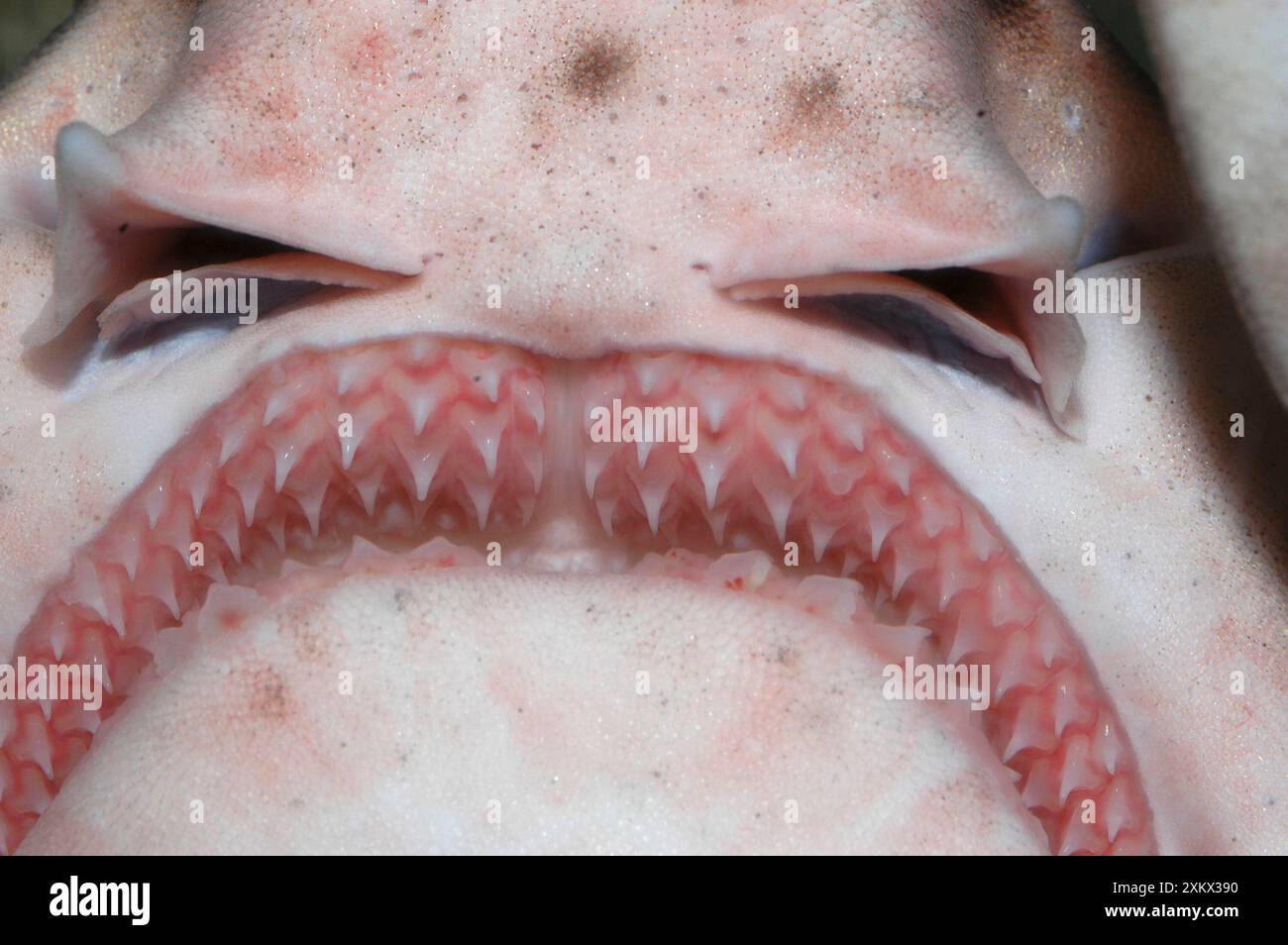 Dogfish Shark Teeth Dogfish Dive! 🌊🦈Discovering Different Shark