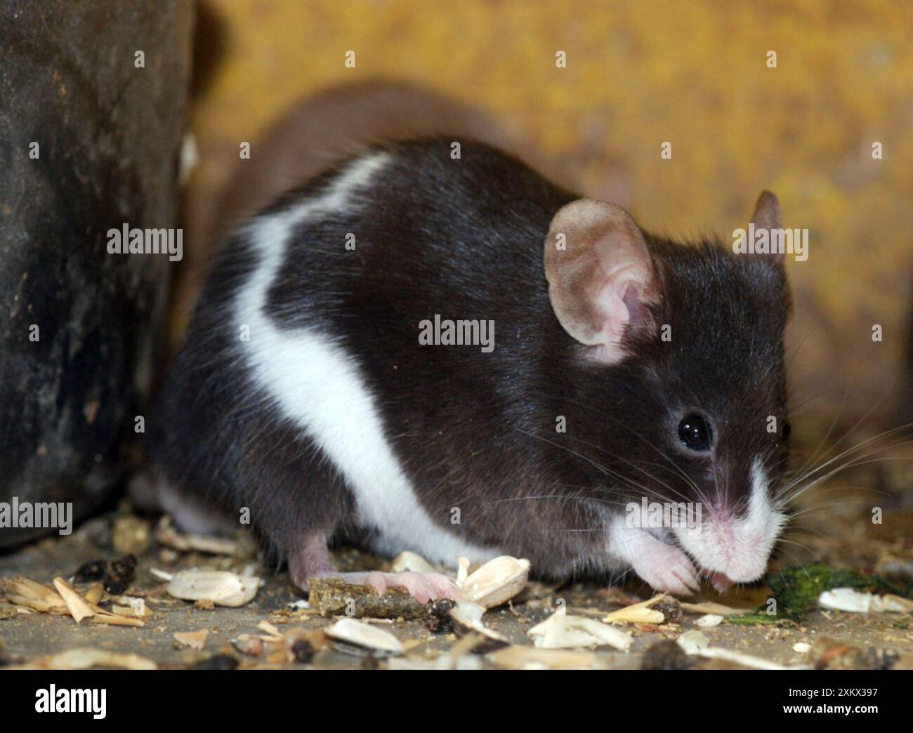 Mouse animals hi-res stock photography and images - Alamy
