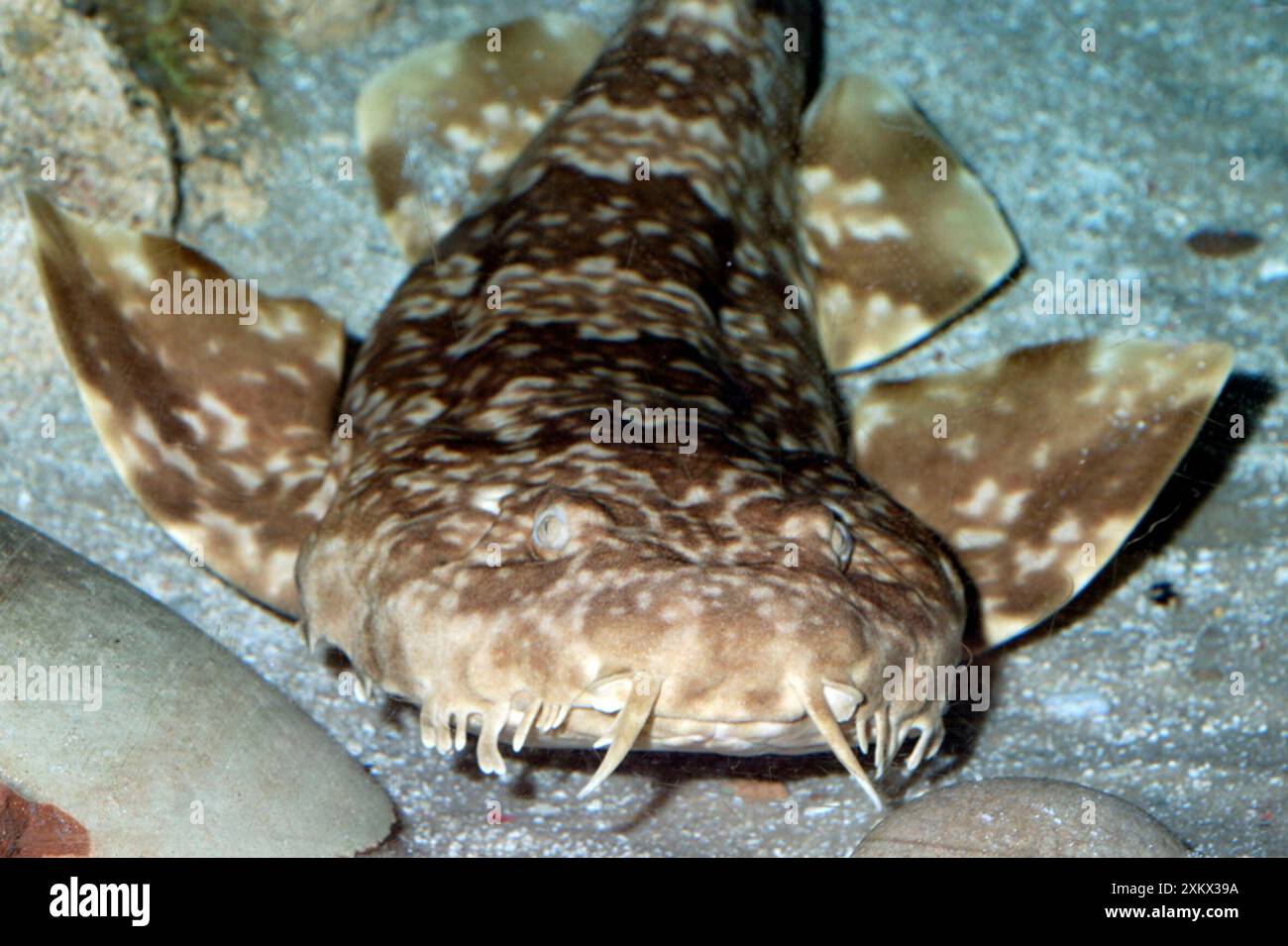 Northern wobbegong shark hi-res stock photography and images - Alamy