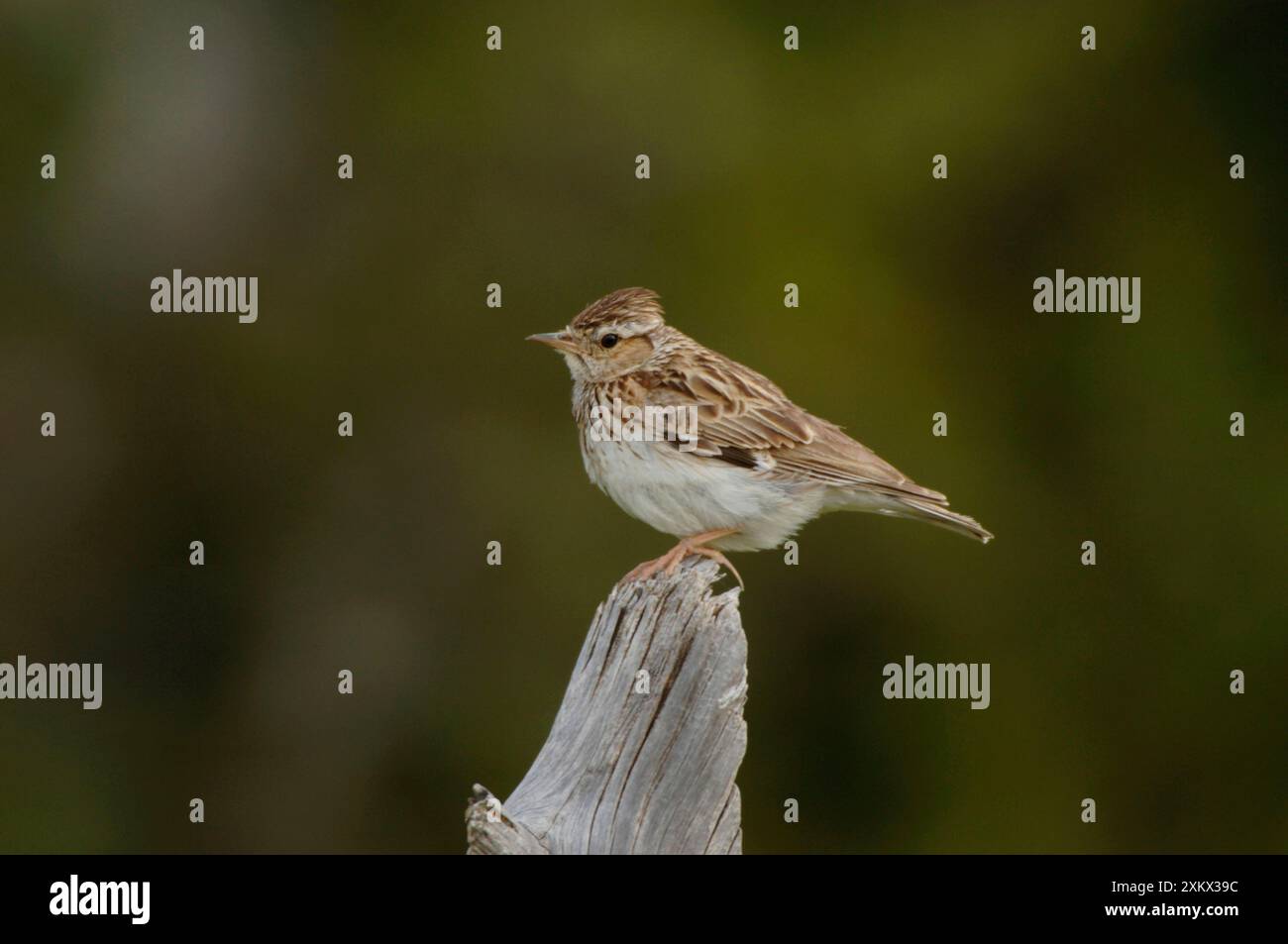 Woodlarks hi-res stock photography and images - Alamy