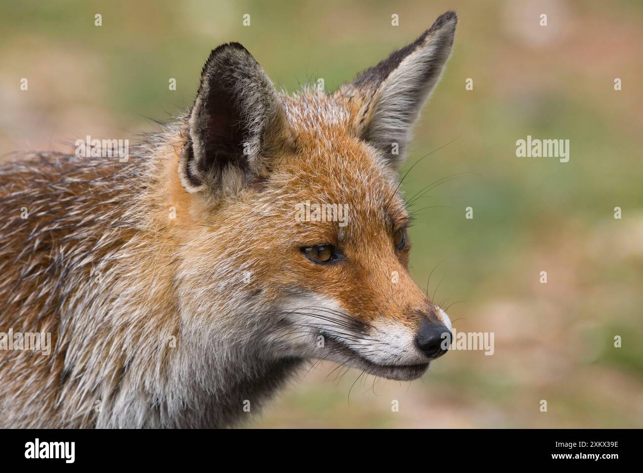 Red Fox - Female, April Stock Photo - Alamy