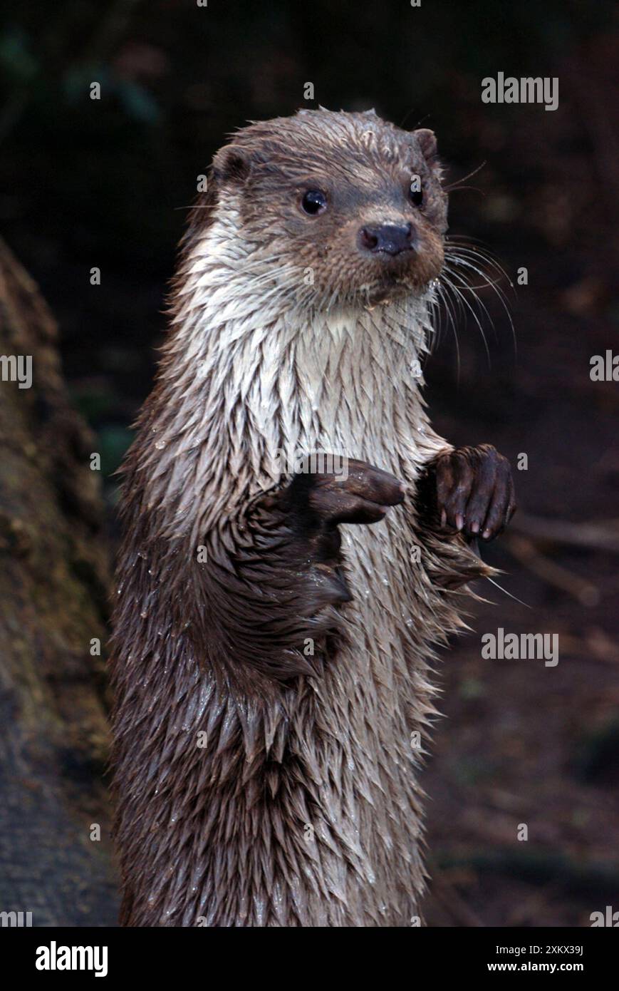 Otter standing on hind legs hi-res stock photography and images - Alamy