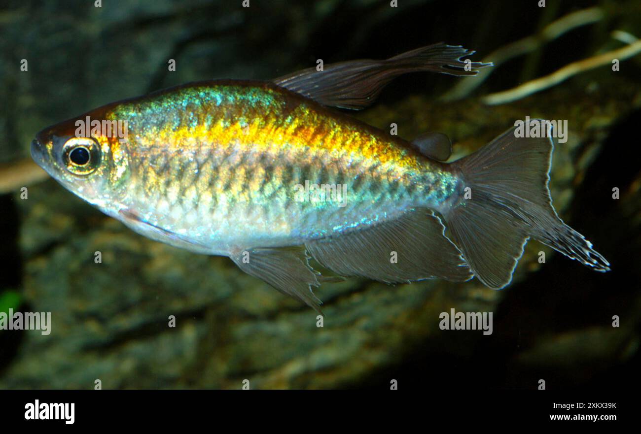Tetra congo hi-res stock photography and images - Alamy