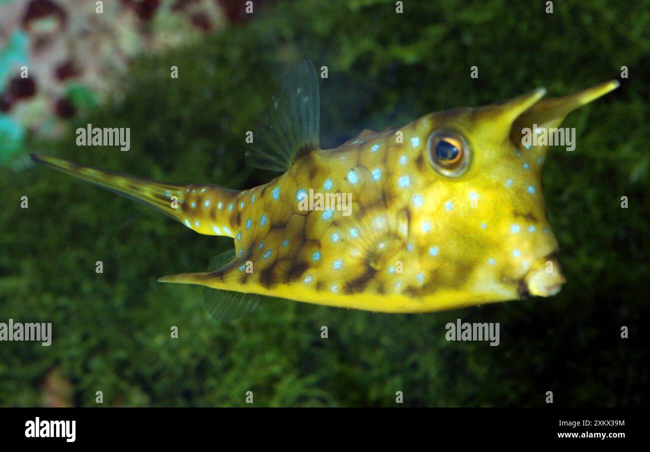 Longhorn cowfish hi-res stock photography and images - Alamy