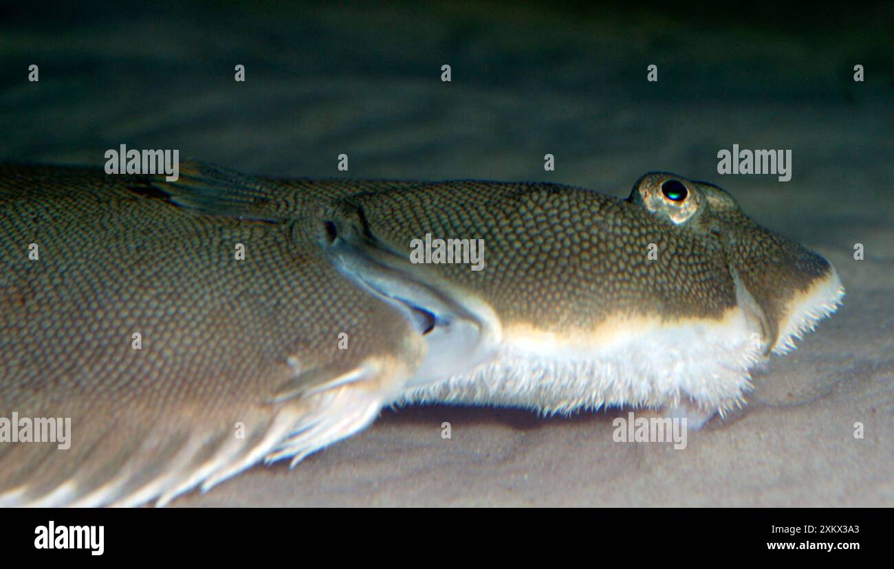 Common / Dover Sole Stock Photo - Alamy